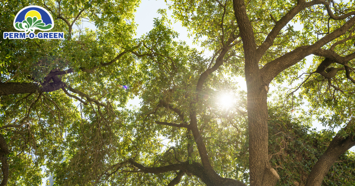 Summer Tree Care Tips in Texas | Perm-O-Green